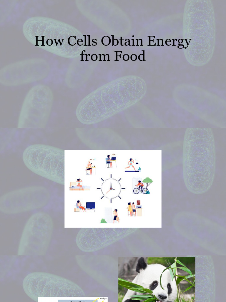 11 How Cells Obtain Energy From Food | PDF | Mitochondrion | Carbohydrates