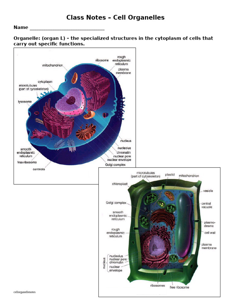Cell Organelle Notes - Complete | PDF | Cell (Biology) | Organelle