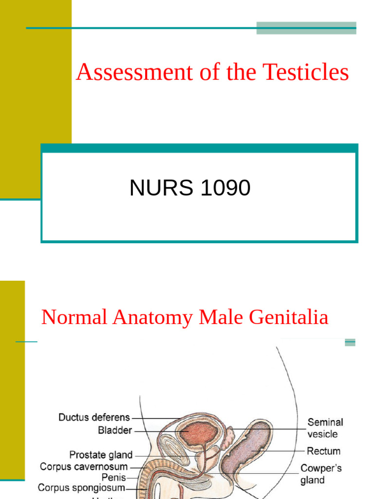 Assessment of The TesticleBb | PDF | Testicle | Cancer