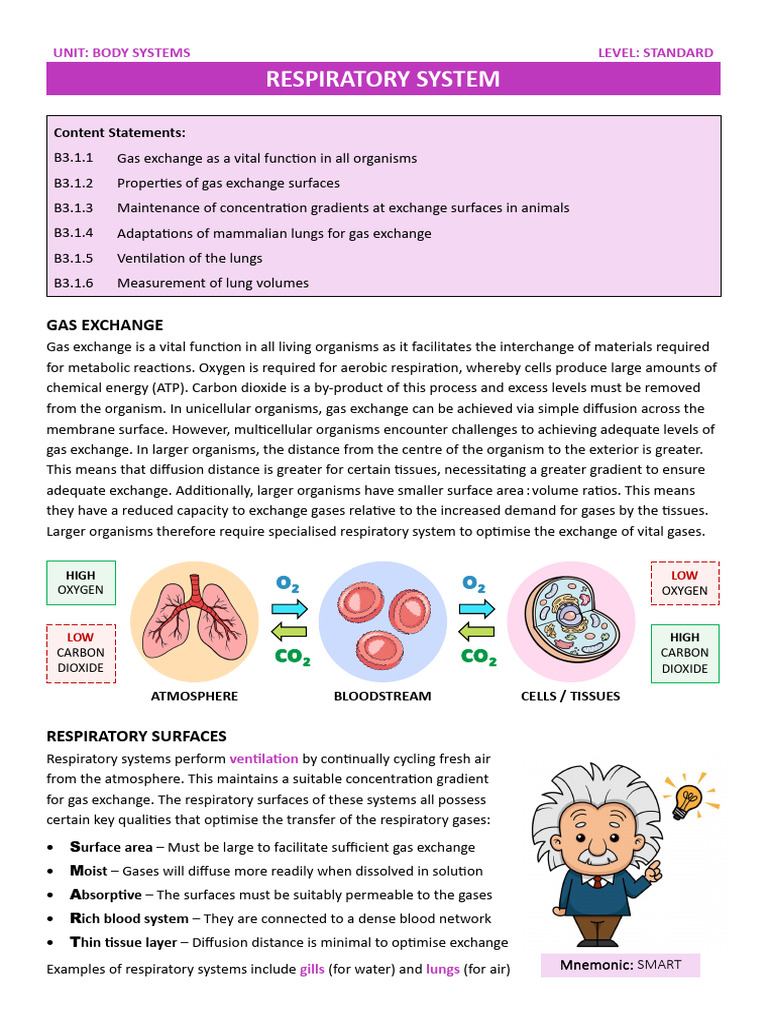 7.1 Respiratory System | PDF | Lung | Respiratory System
