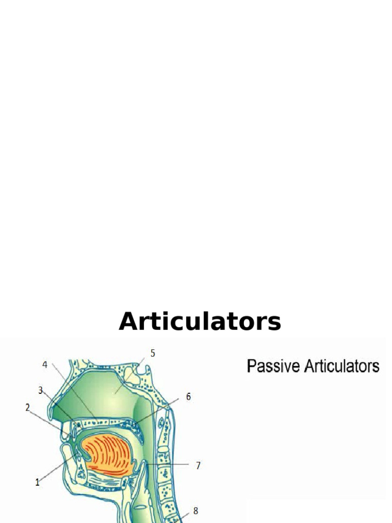 Consonant Articulation Guide | PDF | Phonetics | Human Voice
