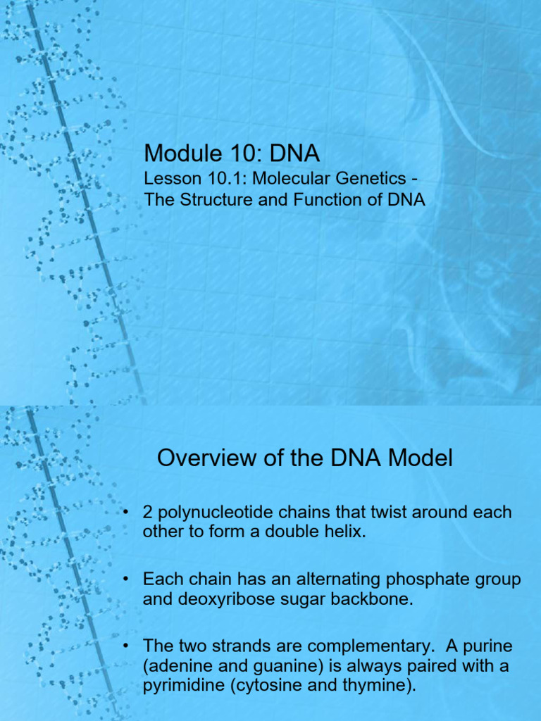 10.Lesson1 - Structure and Function of DNA (1) | PDF | Dna | Chromosome
