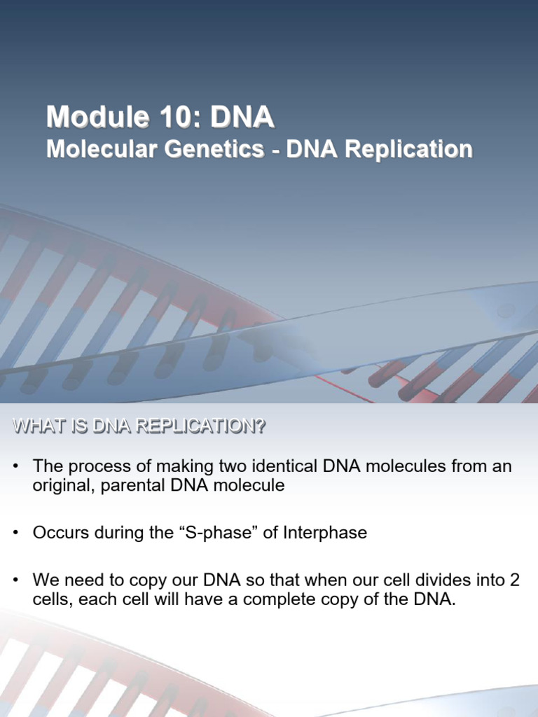 10.Lesson2 - DNA Replication (1) | PDF | Dna Replication | Dna