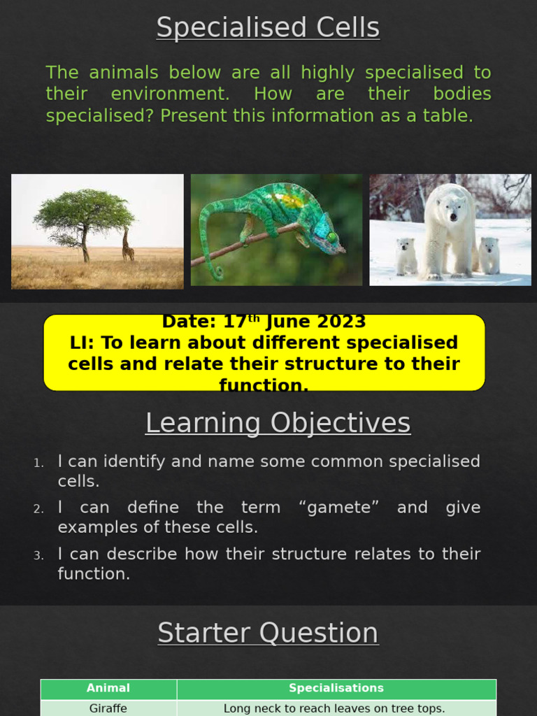 B104 - Specialised Cells | PDF | Cell (Biology) | Muscle