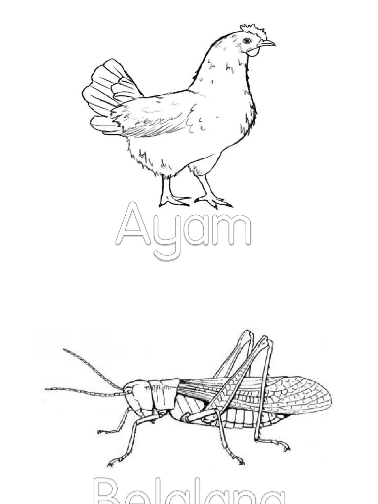 lk transisi warna haiwan | PDF
