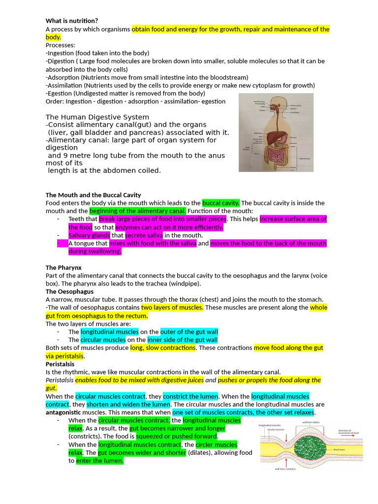 Biology Chapter 5 Notes On Nutritions in Humans | PDF | Digestion | Stomach