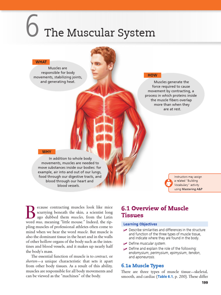 Chapter 6 - Muscular System | PDF | Muscle Contraction | Muscle