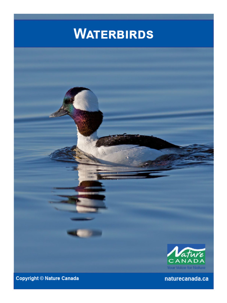 waterbirds+2 | PDF | Birds | Duck