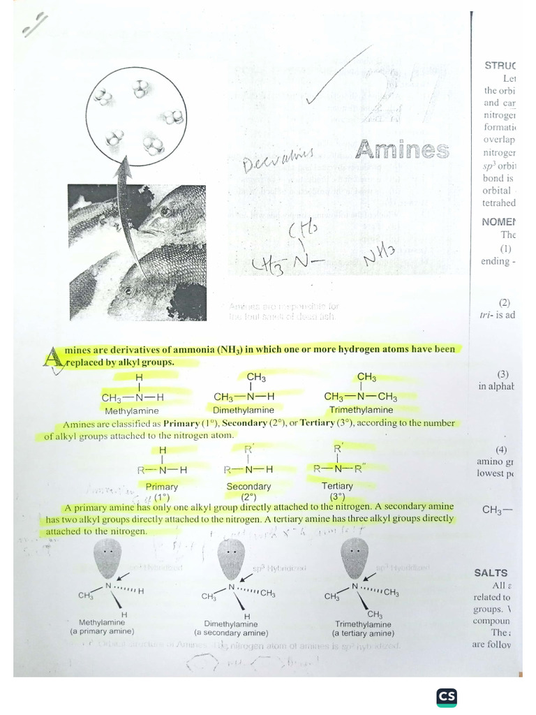Amines - Organic Chemistry | PDF