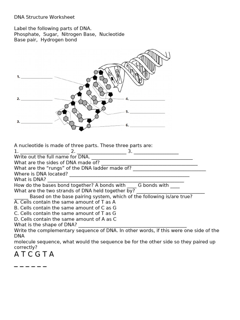 DNA Structure Worksheet | PDF