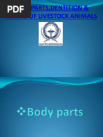 Using - Dentition To Age Cattle | PDF | Tooth | Dentistry