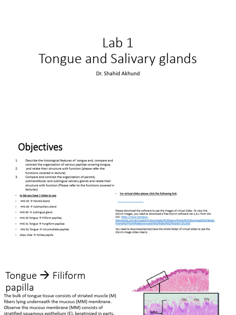 Histology of Tongue and Salivary Glands | PDF | Tongue | Anatomy
