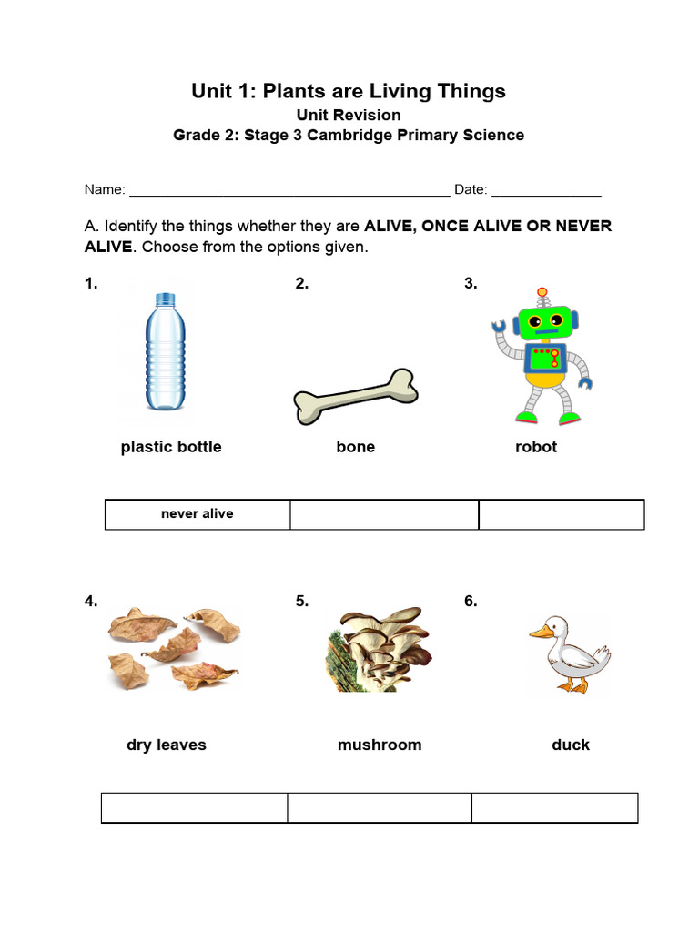 Plants as Living Things Worksheet | PDF | Plants | Foods
