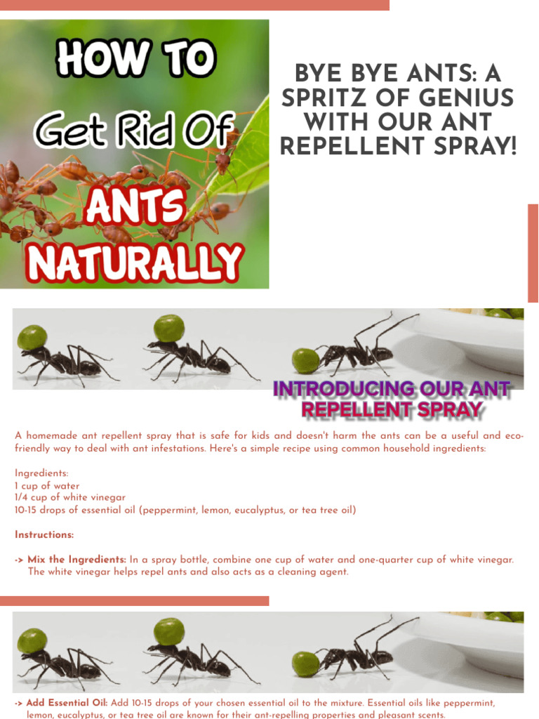 Homemade Ant Repellent Recipe | PDF | Essential Oil
