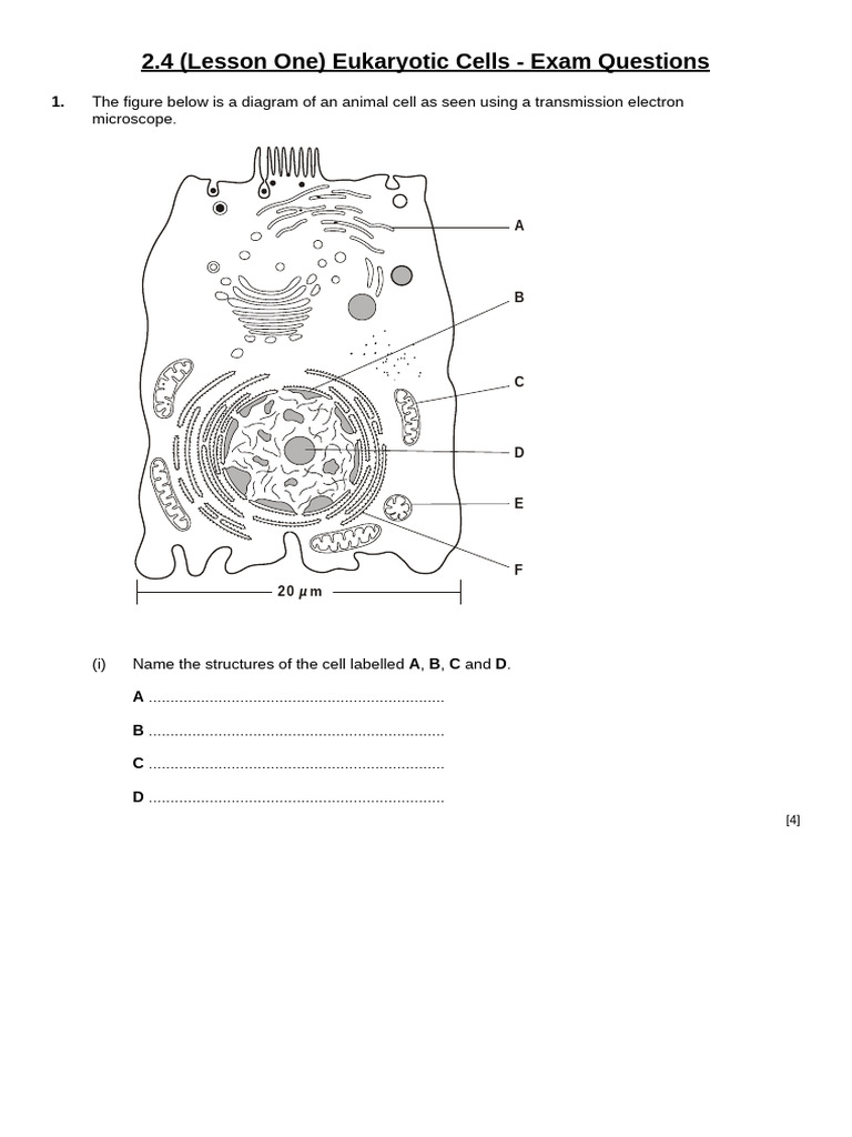 2.4 (Lesson One) Eukaryotic Cells - Exam Questions | PDF | Cell ...