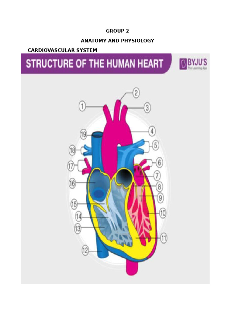 Group 2 Cardiovascular System | PDF