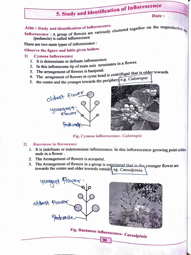 Study of Inflorescence | PDF | Branches Of Botany | Plants