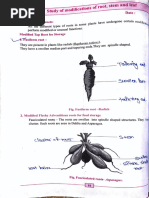 Herbarium Format Project | PDF | Botany | Plants