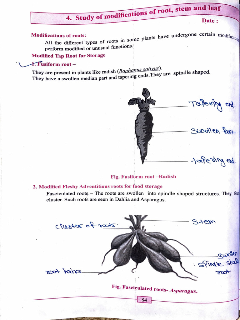 Modifications of Root, Stem, Leaf | PDF | Leaf | Plant Stem