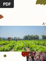 20x30 Carcar City Simplified Map | PDF