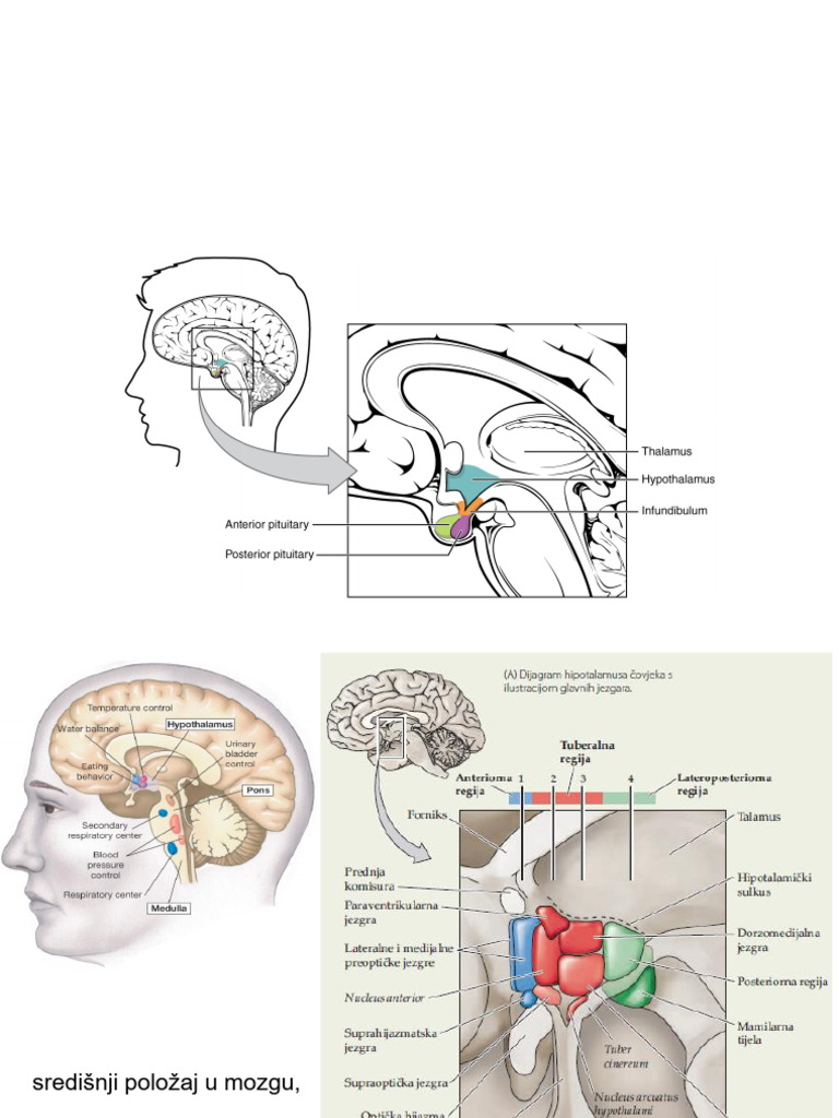 S19 Hipotalamus I Hipofiza | PDF