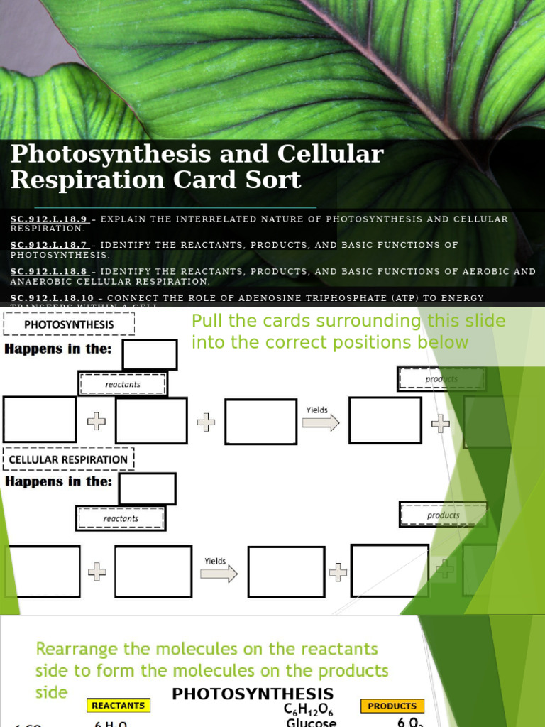 SC.912.L.18.9 - Photosynthesis and Cellular Respiration Card Sort | PDF