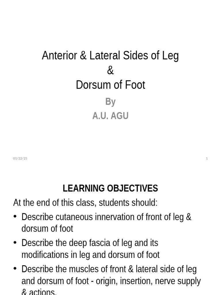 Anterior Compartment of the Leg Anatomy | PDF | Foot | Human Leg
