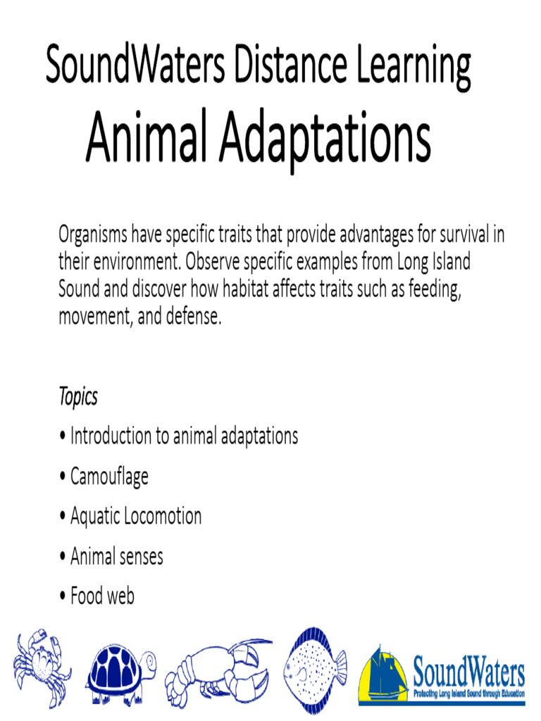 SoundWaters Distance Learning Animal Adaptations6 8 | PDF | Senses ...