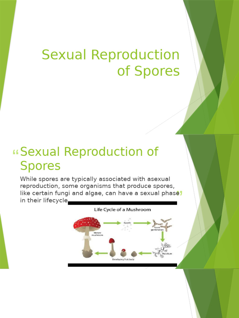 Sexual Reproduction in Spores Explained | PDF