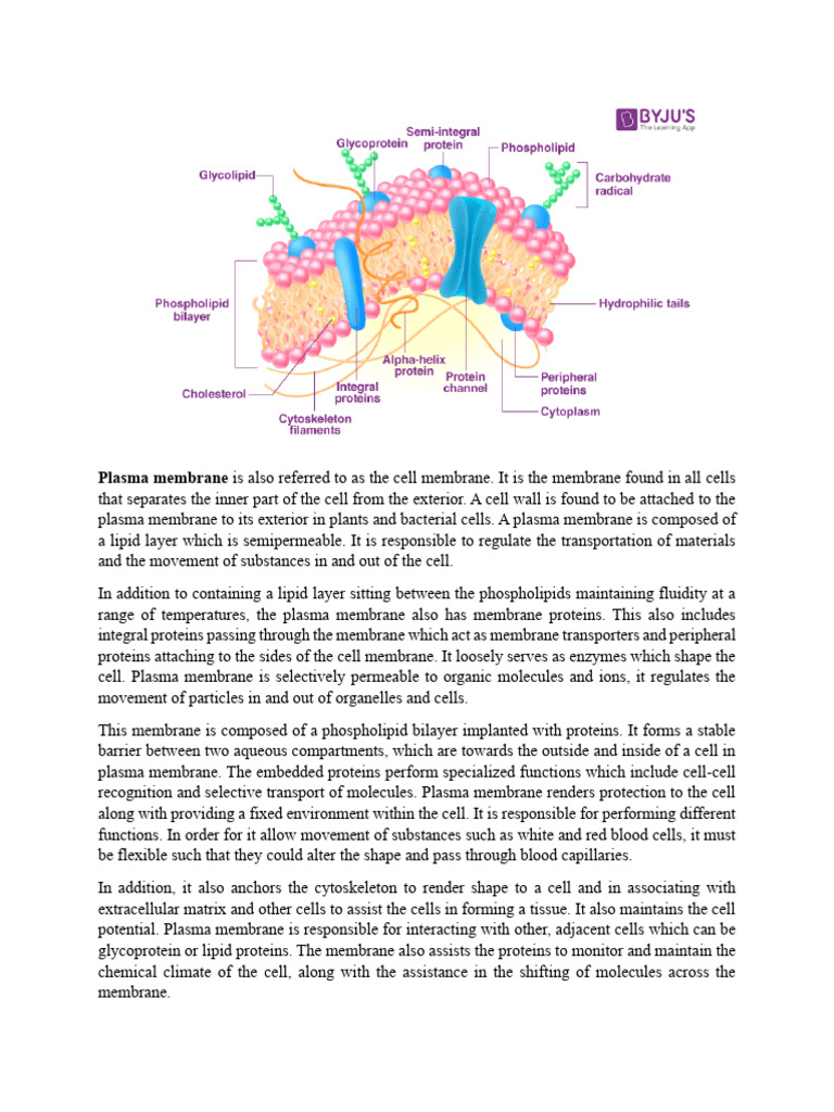 Structure and Function of Plasma Membrane | PDF | Cell Membrane | Lipid ...
