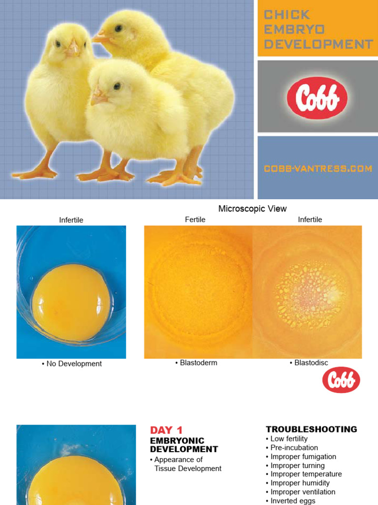 Chick Embryo Development - 1 | PDF | Embryo | Egg