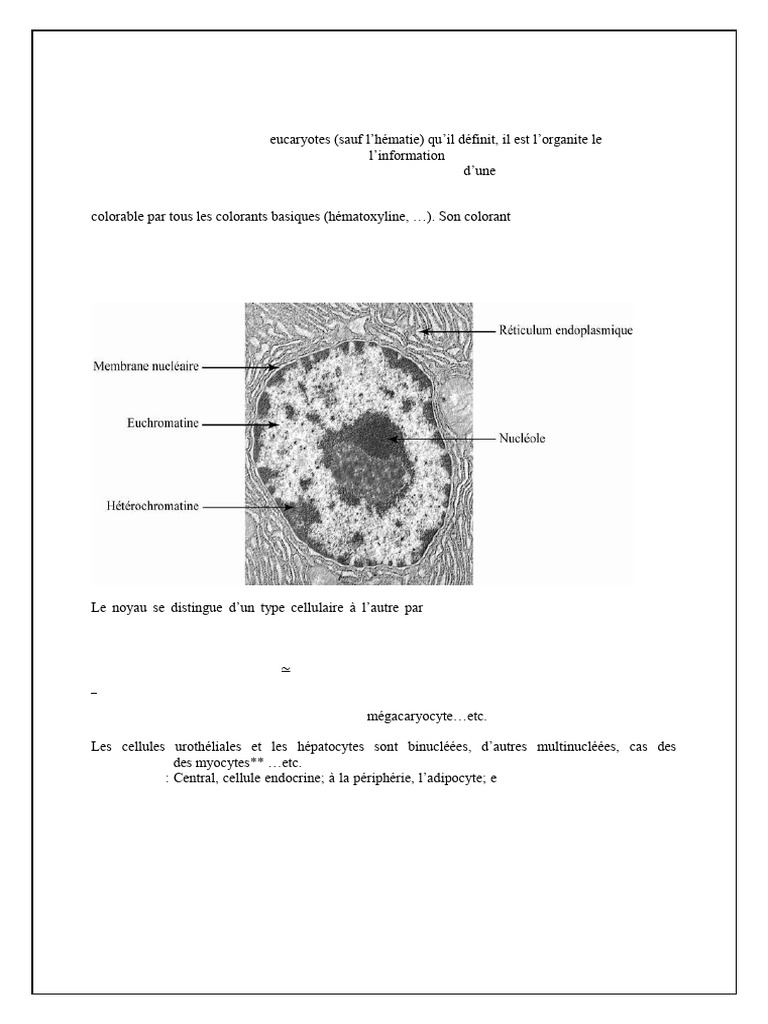 Structure et fonction du noyau cellulaire | PDF | Noyau (biologie ...