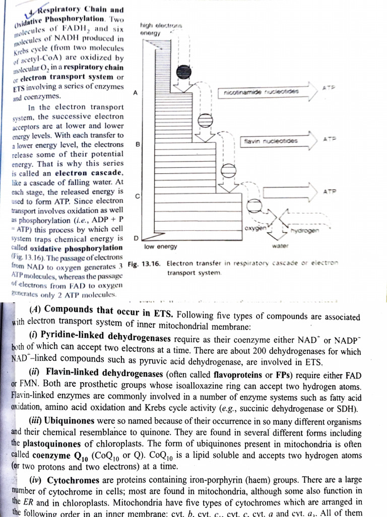 Ets Electron Cascade | PDF