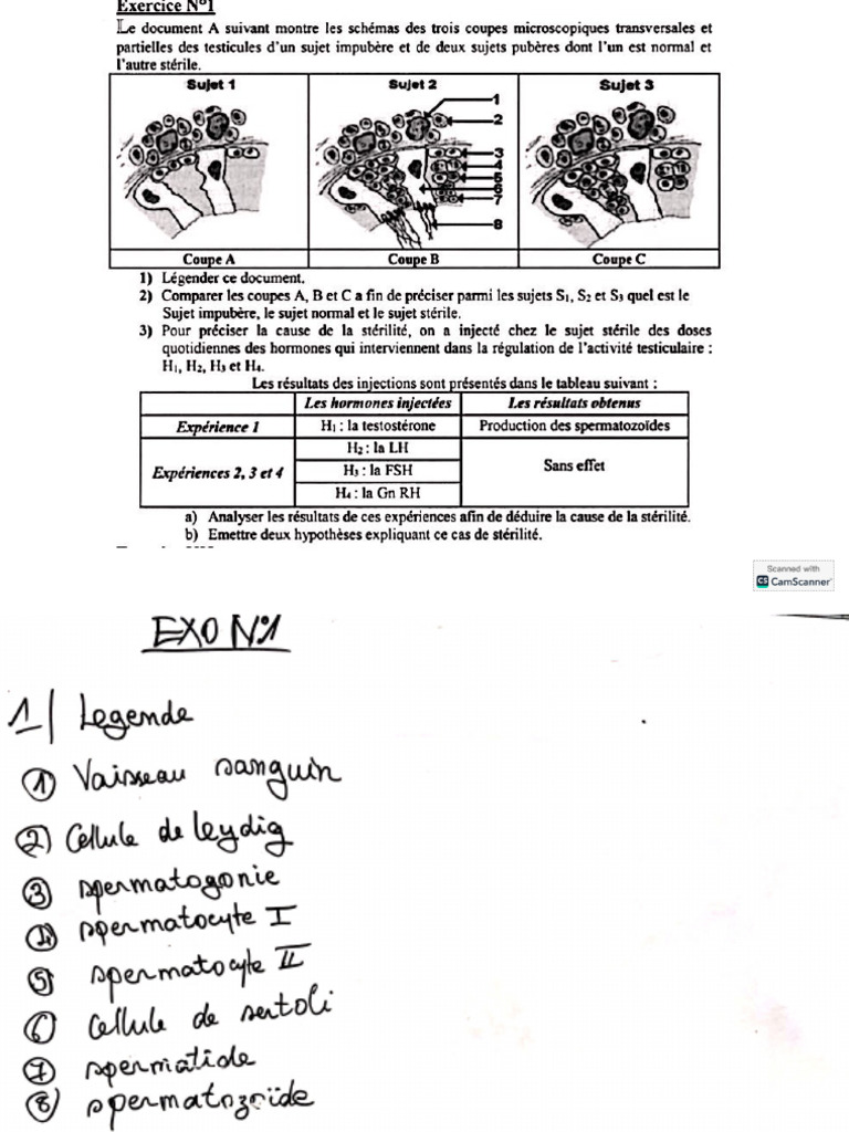 Corrigé Reproduction Humaine (79470298) | PDF