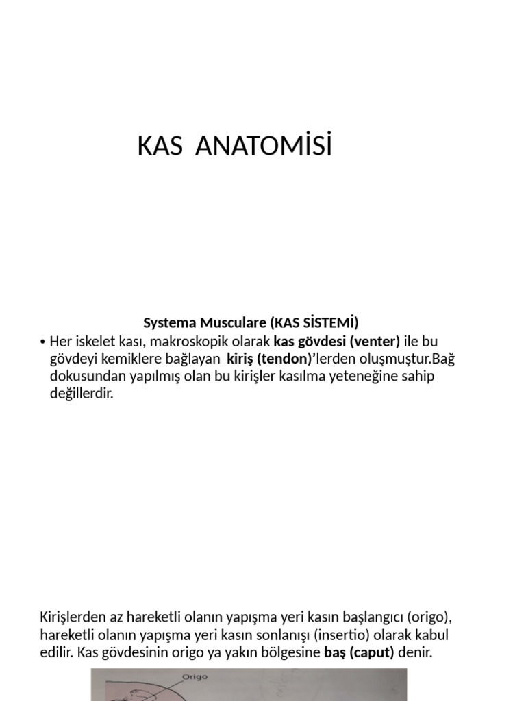 İSKELET KASI ANATOMİSİ EA | PDF