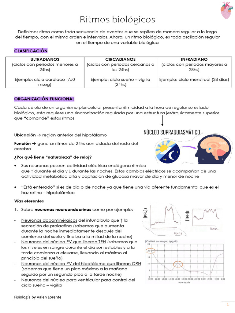 Ritmos Biológicos | PDF | Movimiento rápido del ojo Sueño | Hipotálamo