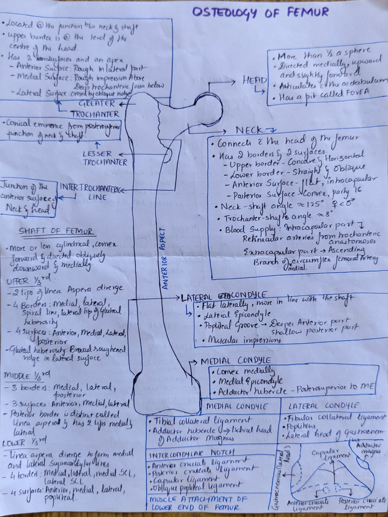 OSTEOLOGY OF FEMUR | PDF | Human Anatomy | Musculoskeletal System