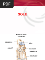 Anatomy of the Dorsum of the Foot | PDF | Foot | Ankle