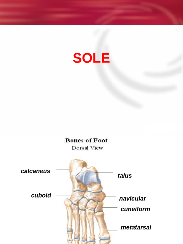 Sole | PDF | Foot | Toe