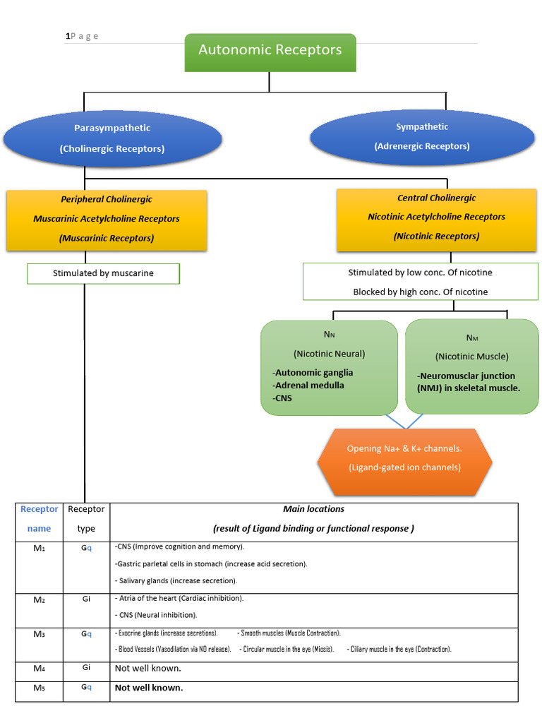 Receptor | PDF | Acetylcholine | Muscle