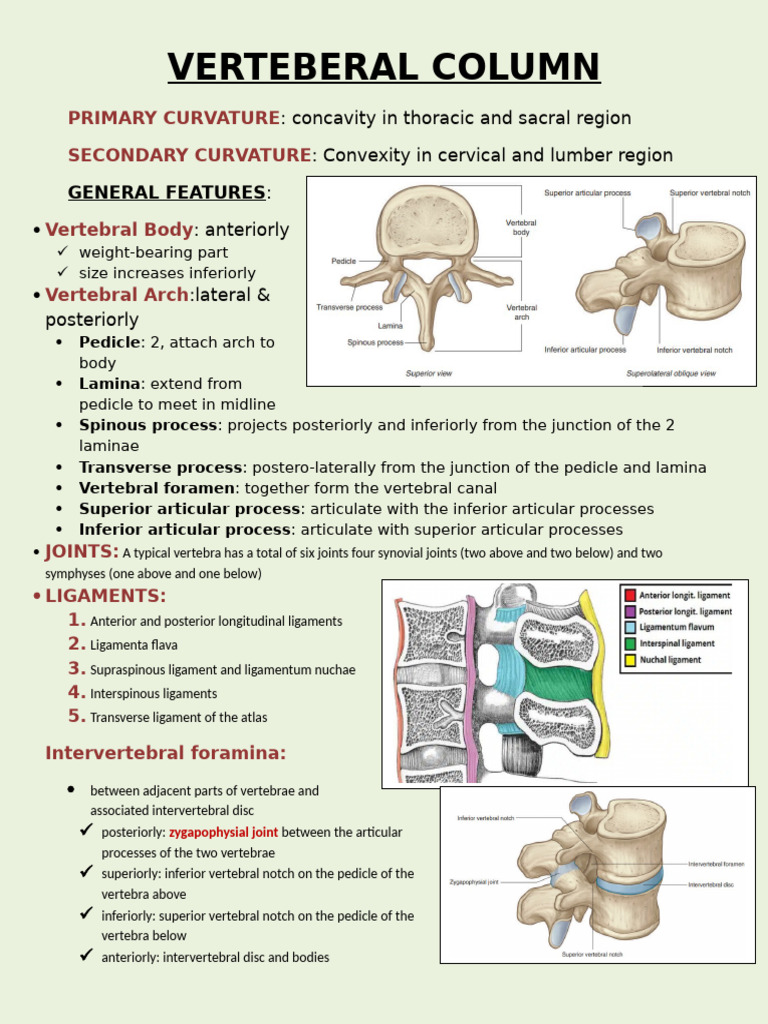 VERTEBRA | PDF | Vertebra | Vertebral Column