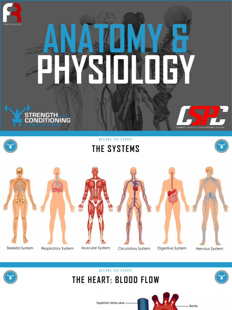 ANATOMY & PHYSIOLOGY | PDF | Bone | Heart
