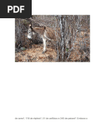 Animais Da Caatinga | PDF