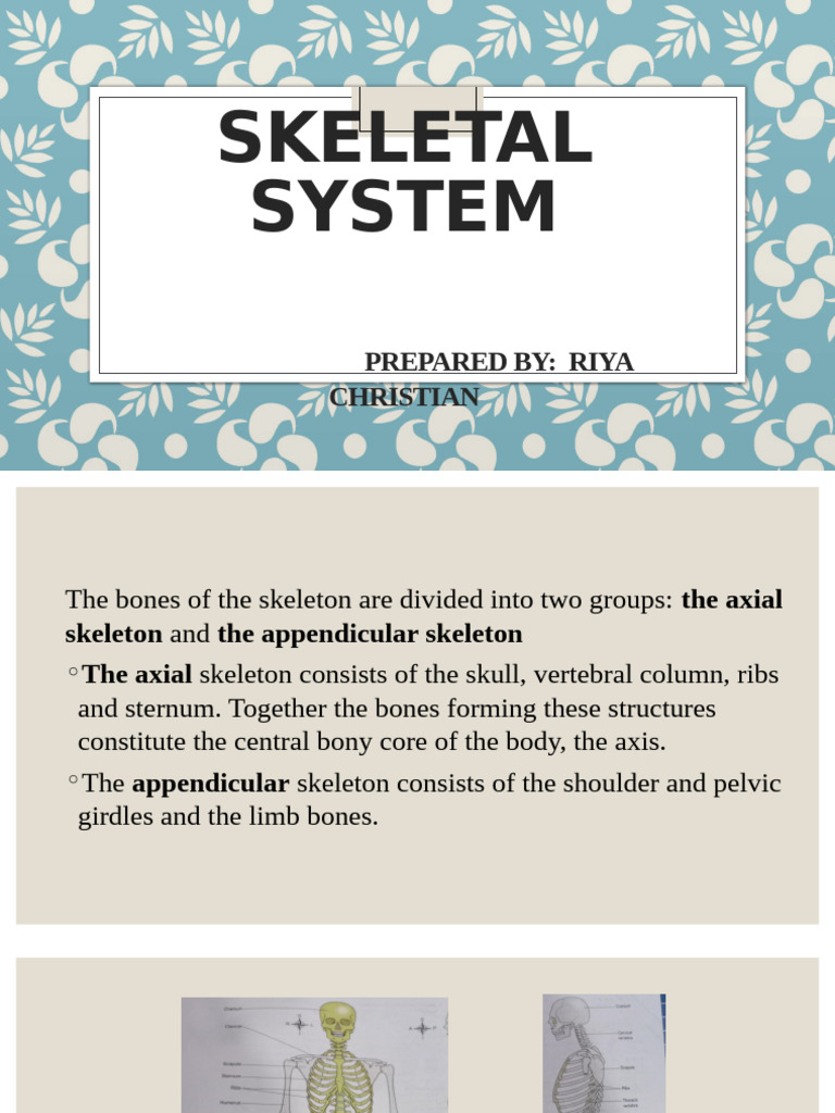 Skeleton Sem 1 | PDF | Human Nose | Skull