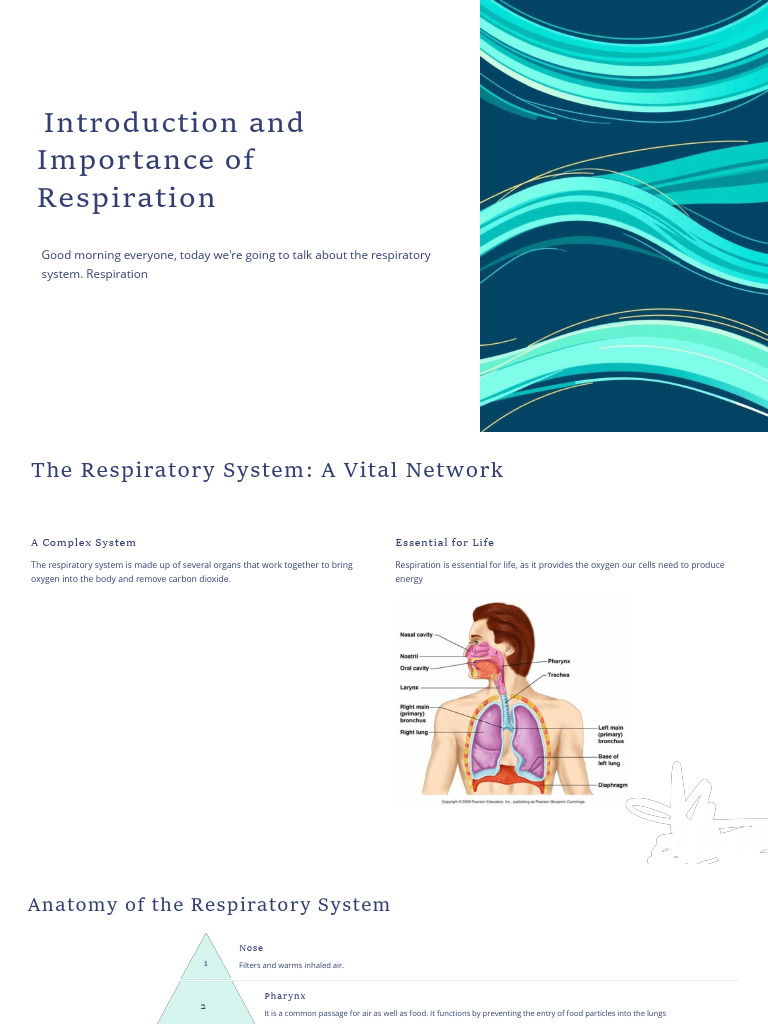 Understanding the Respiratory System | PDF | Respiratory Tract | Lung
