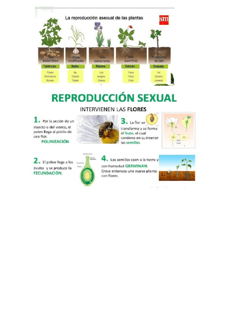 Reproduccion de Las Plantas Asexual y Sexual | PDF