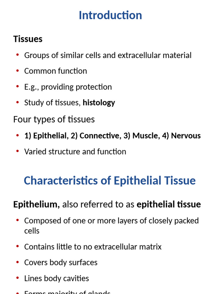 2651 LAB Tissues 2 | PDF | Epithelium | Tissue (Biology)