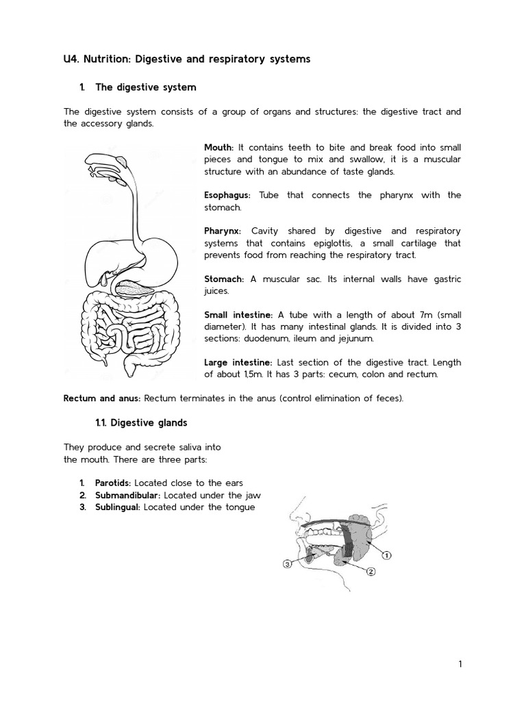 Digestive and Respiratory Systems Overview | PDF | Human Digestive ...