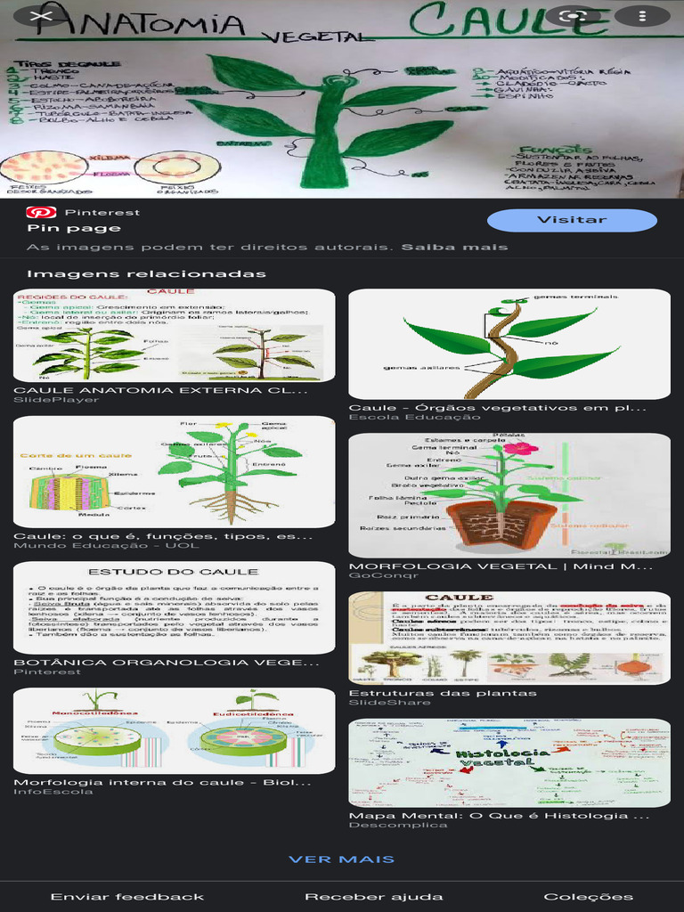 Mapa Mental Da Anatomia Do Caule Pequeno - Pesquisa Google | PDF