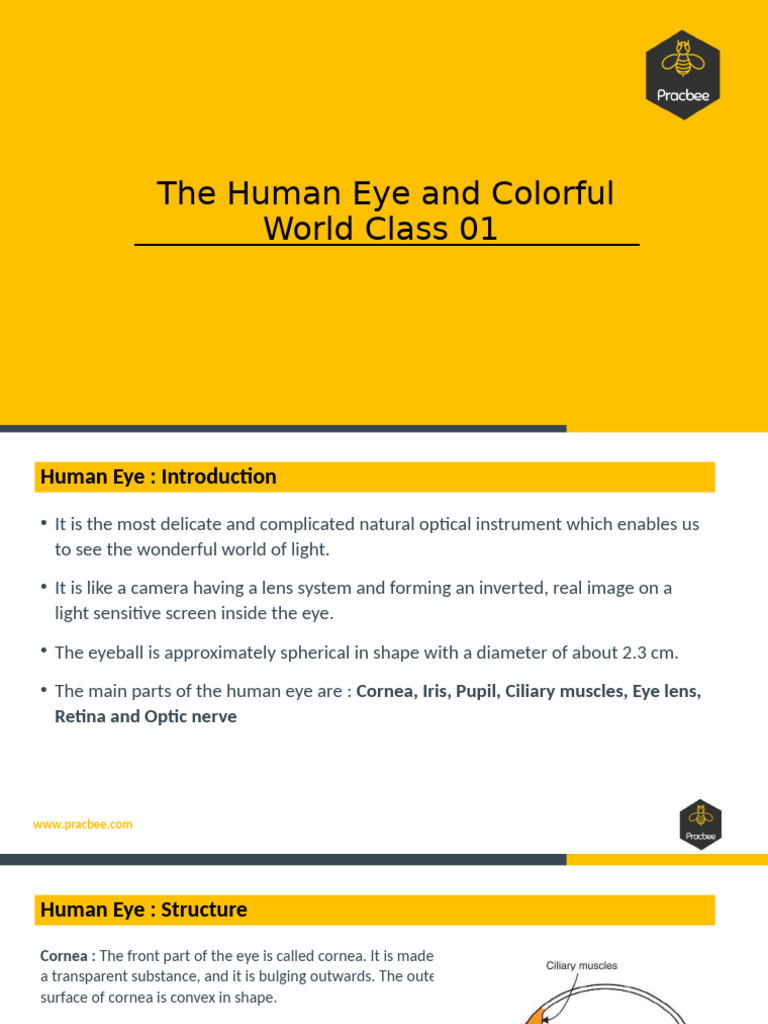 The Human Eye and Colorful World Part 1-2 | PDF | Eye | Human Eye